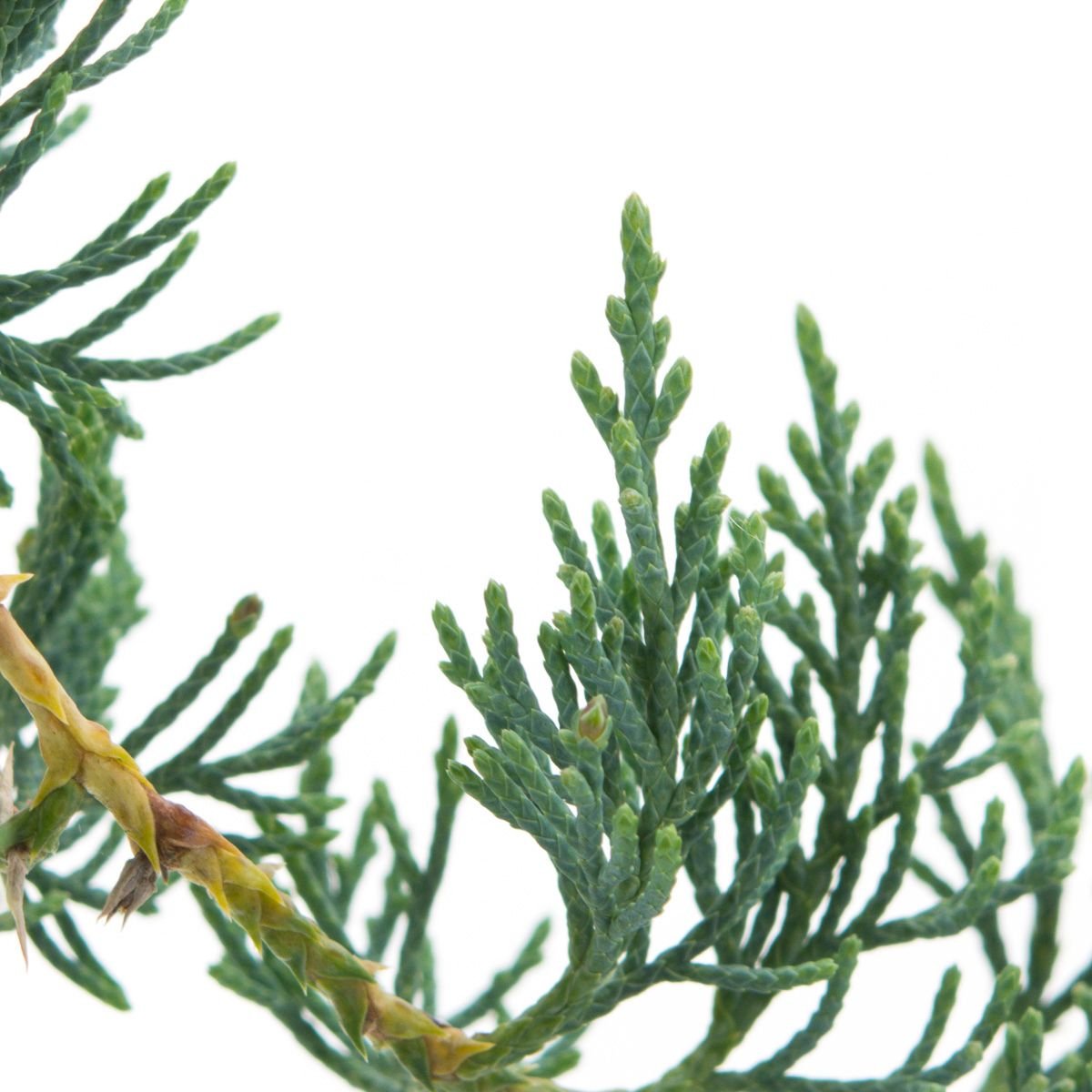 Virginischer Wacholder Glauca - Juniperus virginiana Glauca günstig kaufen