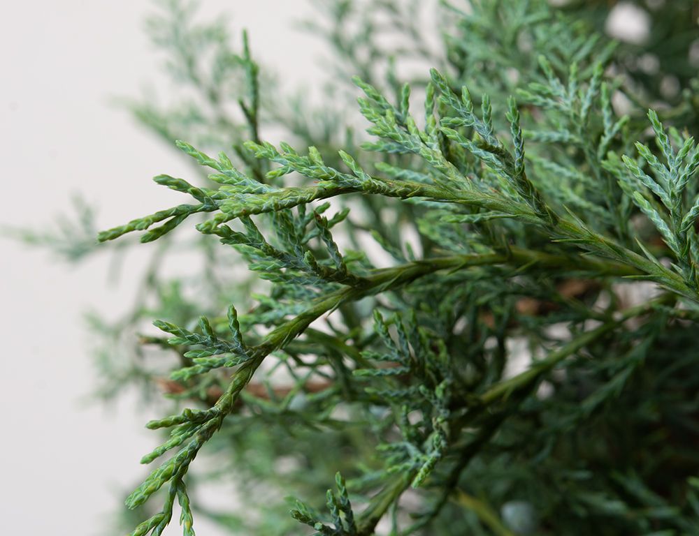 Virginischer Wacholder Glauca - Juniperus virginiana Glauca günstig kaufen