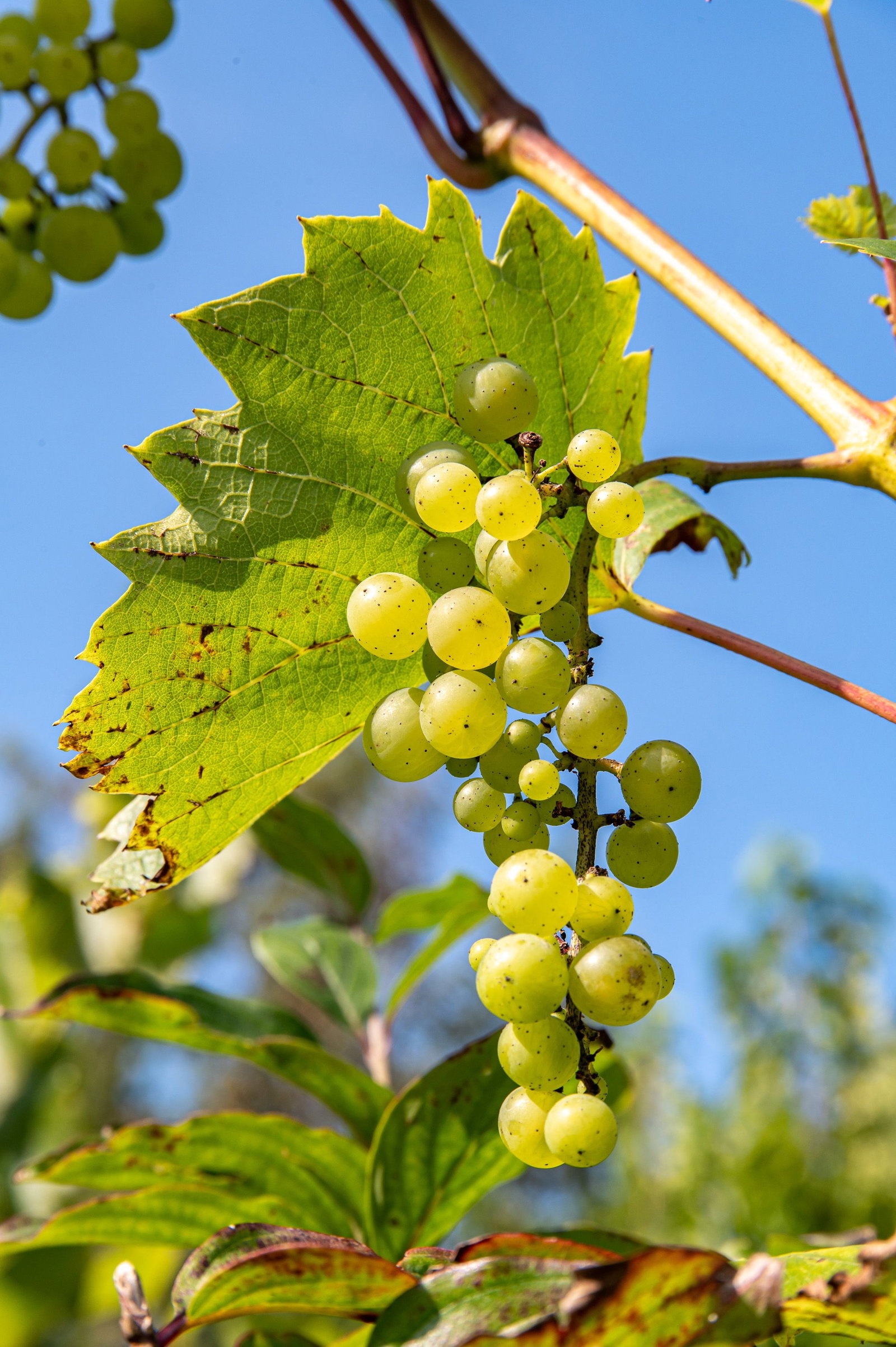 Weintraube Gelber Muskateller - Vitis vinifera Gelber Muskateller ...