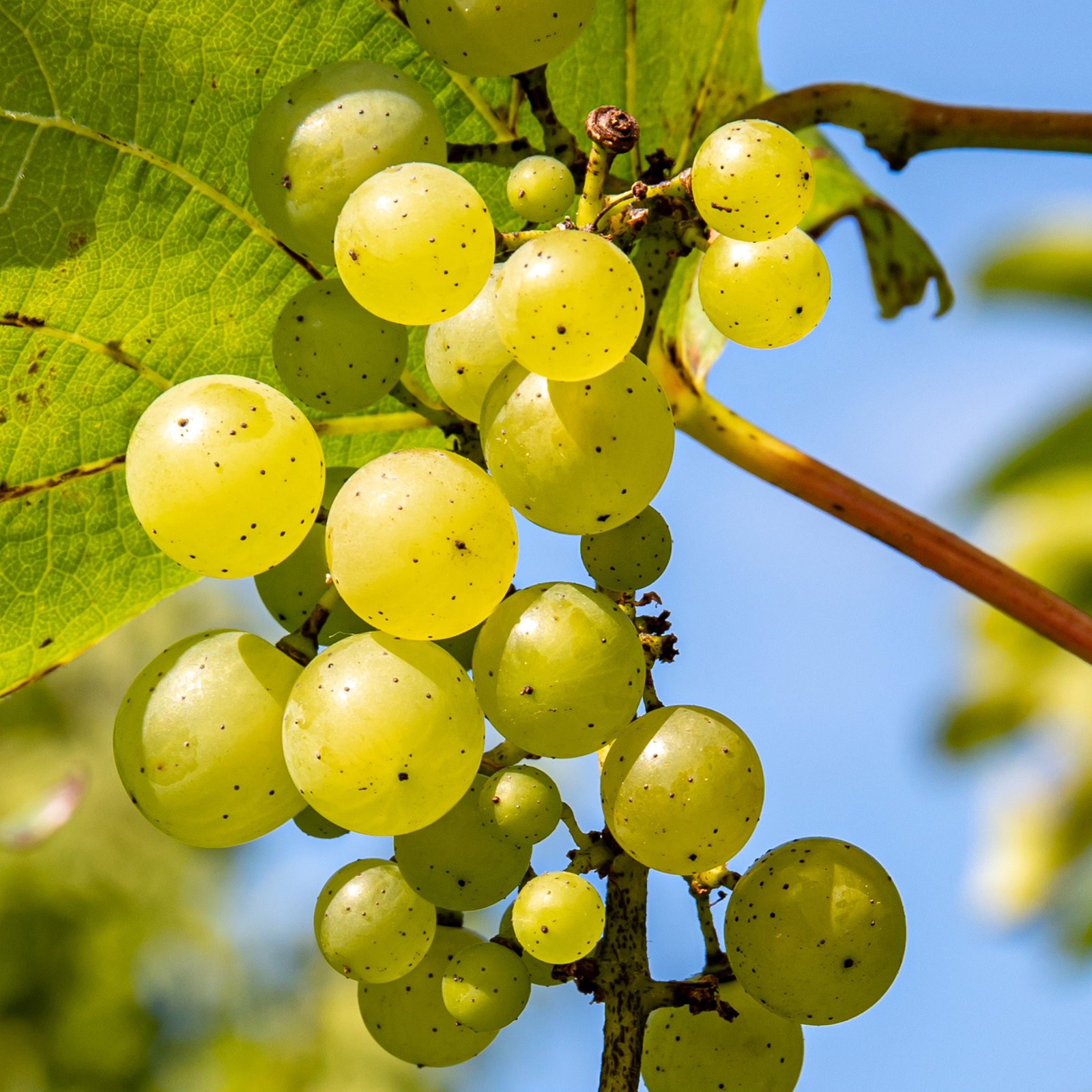 Weintraube Gelber Muskateller - Vitis vinifera Gelber Muskateller ...