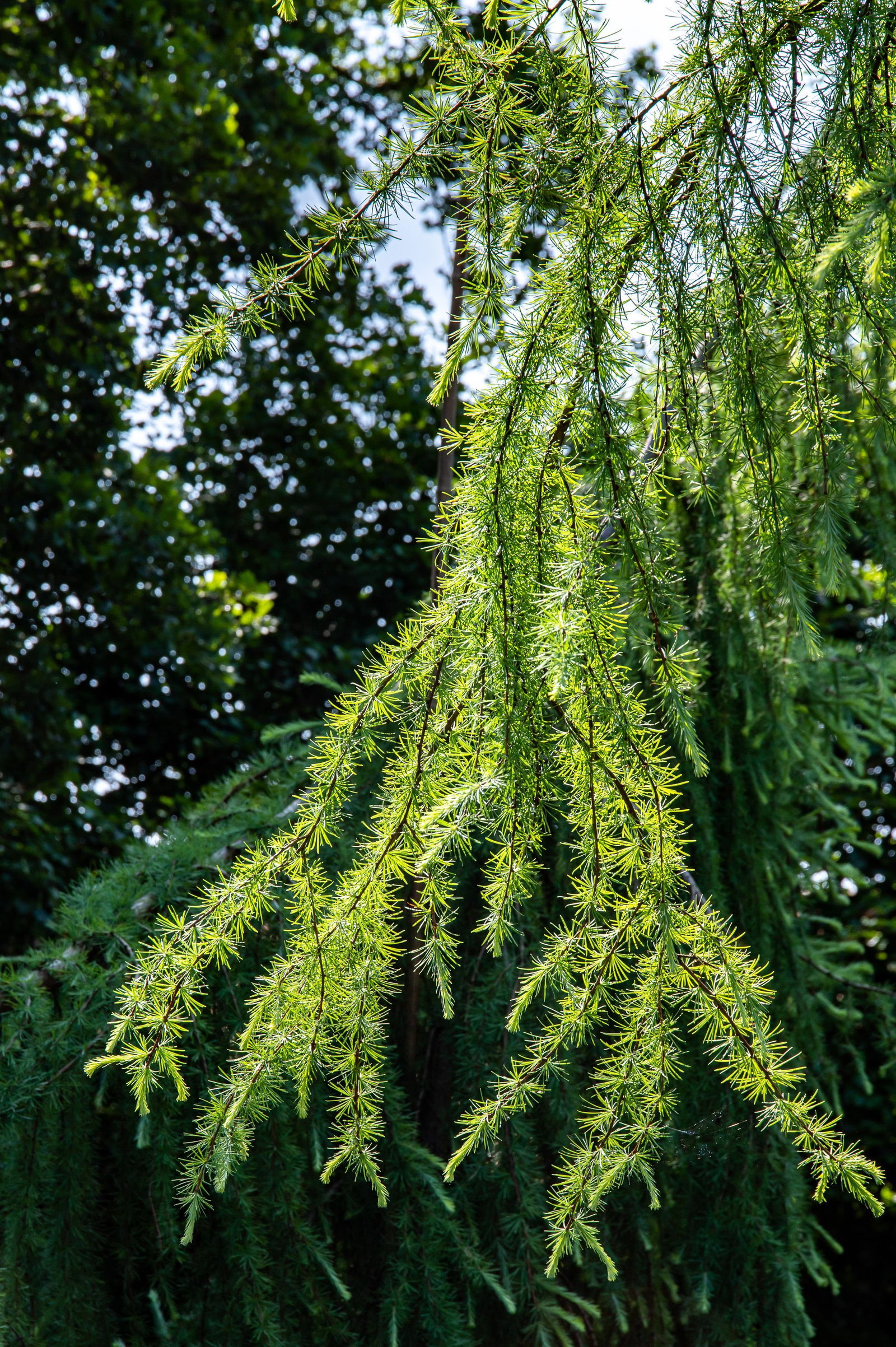 Japanische Lärche Pendula - Larix kaempferi Pendula günstig kaufen