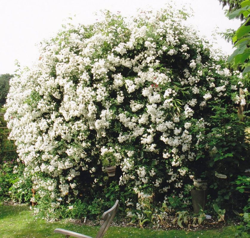 Kletterrose Rambling Rector - Rosa Rambling Rector günstig kaufen