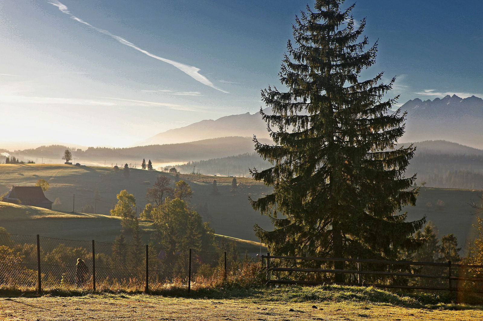 Blaufichte - Picea pungens Glauca günstig online kaufen
