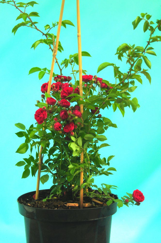 Ramblerrose Chevy Chase - Rosa Chevy Chase günstig kaufen