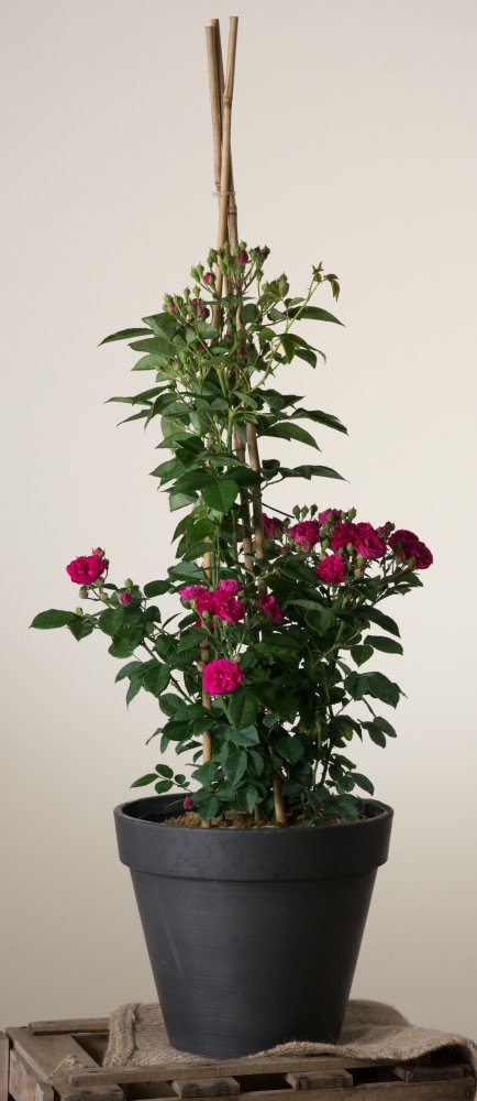 Ramblerrose Chevy Chase - Rosa Chevy Chase günstig kaufen