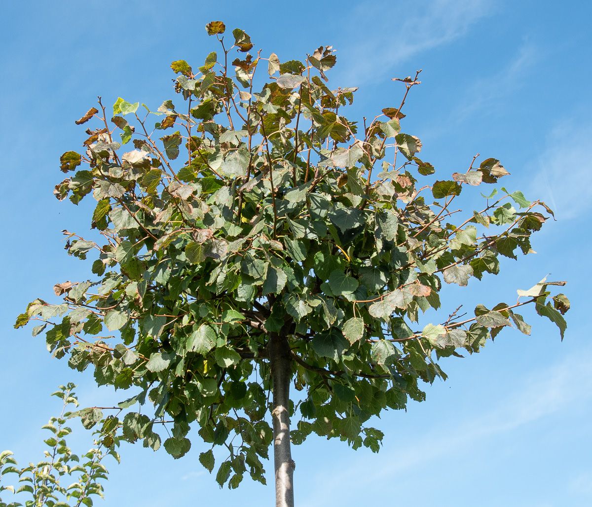 Silberlinde - Tilia tomentosa günstig kaufen
