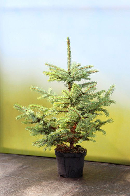 Blaufichte - Picea pungens Glauca günstig online kaufen