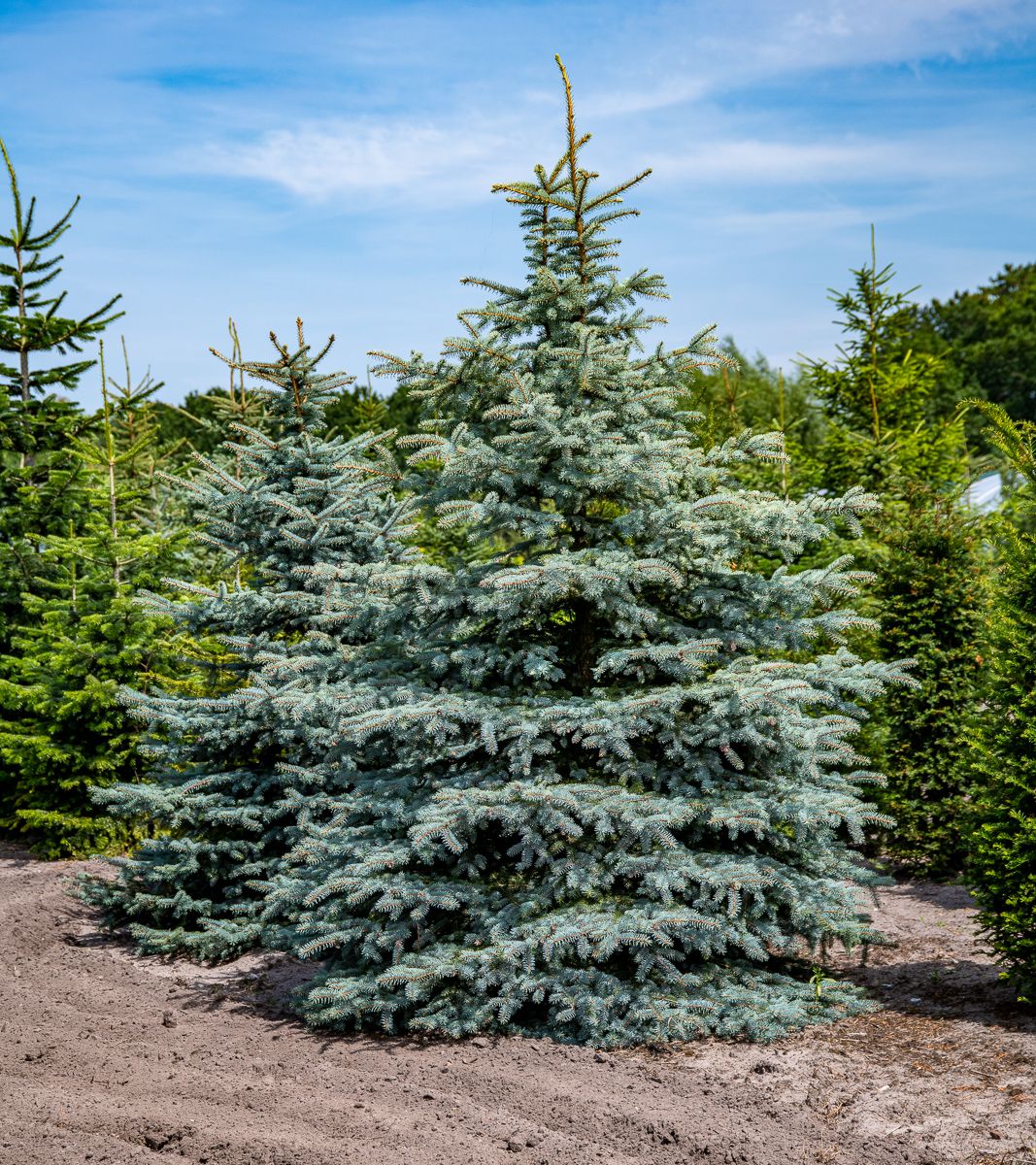 Blaufichte - Picea pungens Glauca günstig online kaufen