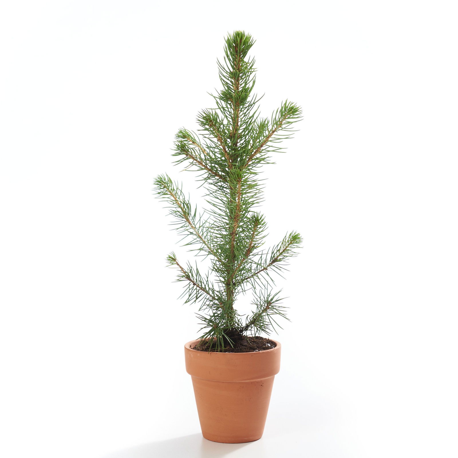 Blaufichte - Picea pungens Glauca günstig online kaufen