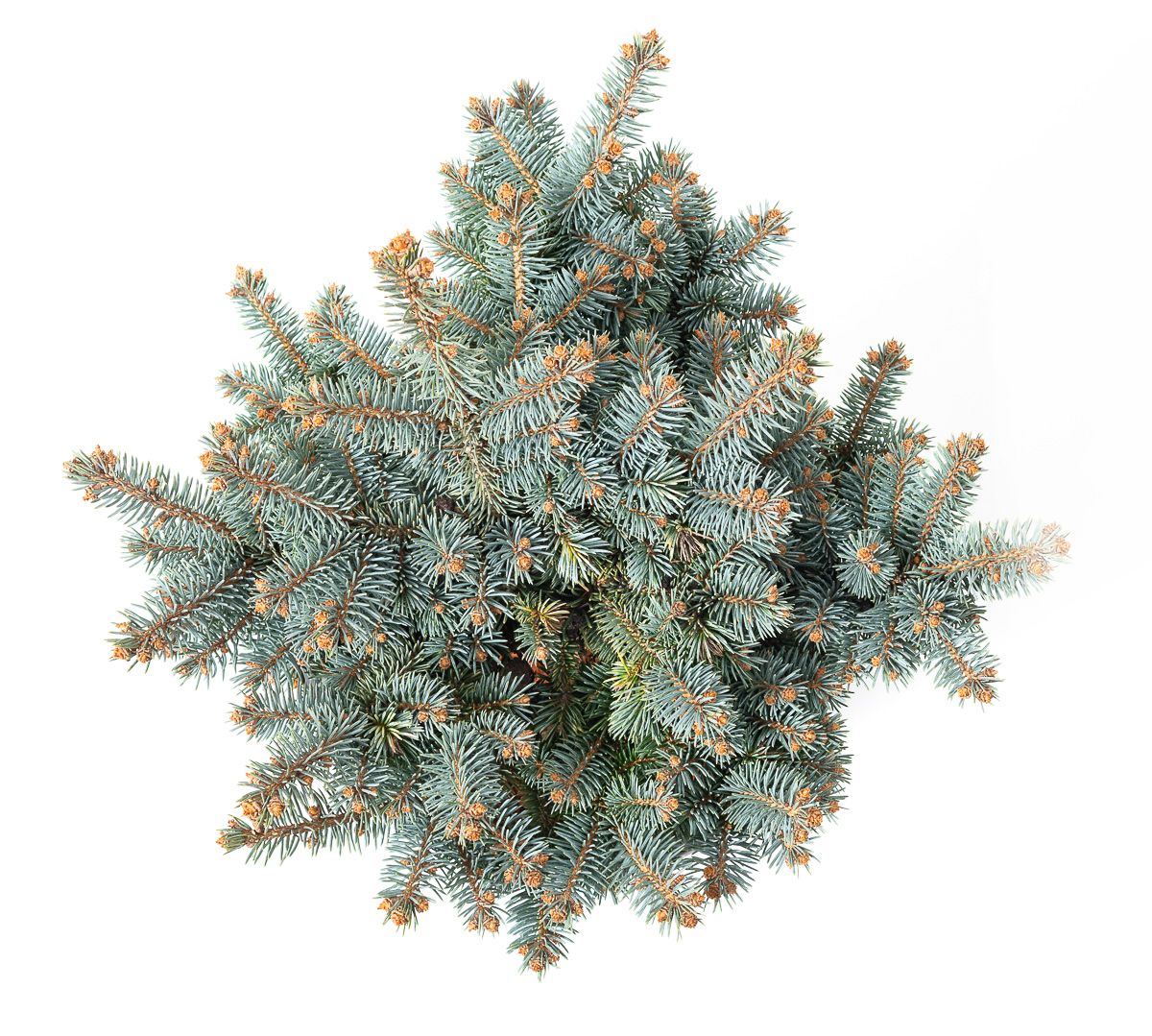 Blaufichte - Picea pungens Glauca günstig online kaufen