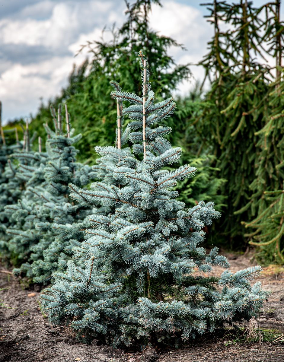 Blaufichte - Picea pungens Glauca günstig online kaufen