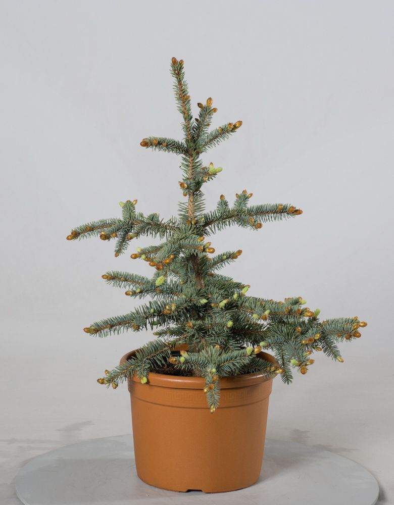 Blaufichte Koster - Picea pungens Koster günstig kaufen