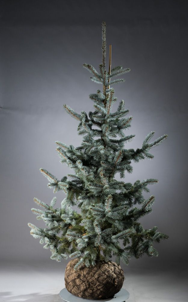 Blaufichte Koster - Picea pungens Koster günstig kaufen
