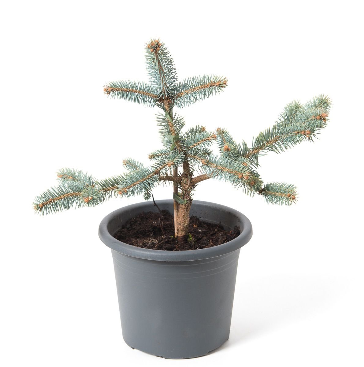 Blaufichte Koster - Picea pungens Koster günstig kaufen