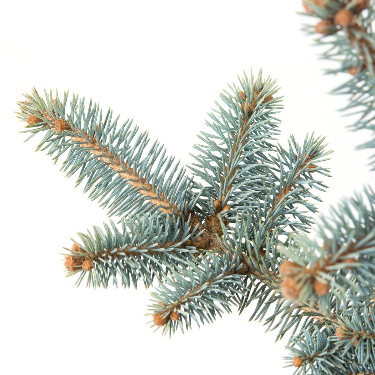 Blaufichte Koster - Picea pungens Koster günstig kaufen
