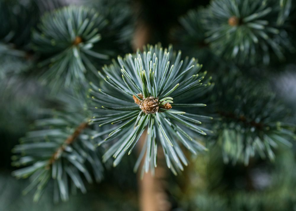 Blaufichte Koster - Picea pungens Koster günstig kaufen