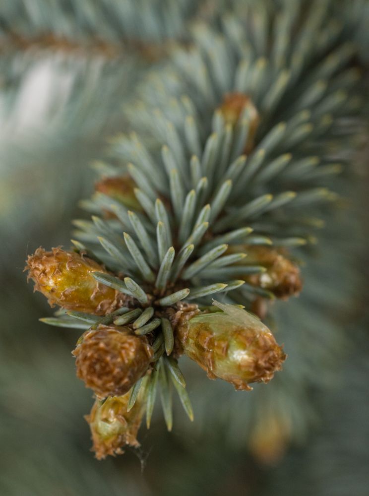 Blaufichte Koster - Picea pungens Koster günstig kaufen