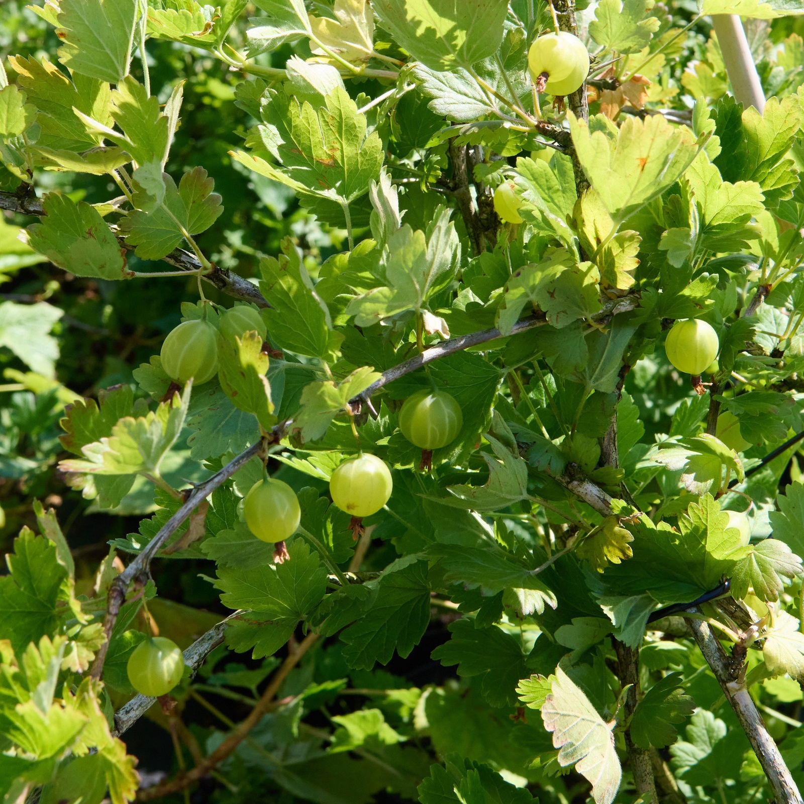 Stachelbeere Mucurines - Ribes uva-crispa Mucurines günstig kaufen