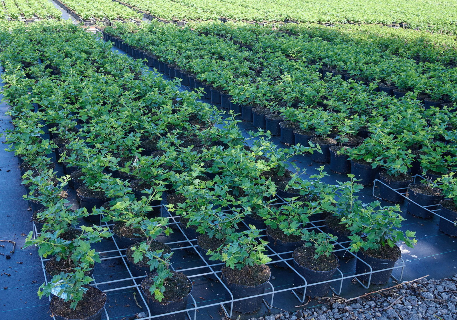 Stachelbeere Mucurines - Ribes uva-crispa Mucurines günstig kaufen