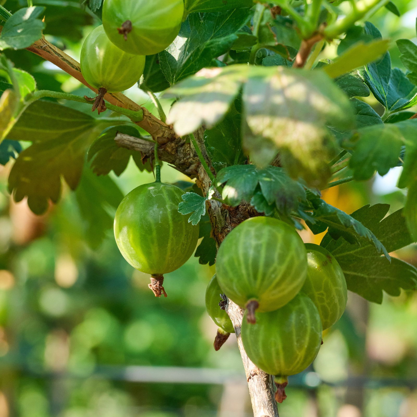 Stachelbeere Mucurines - Ribes uva-crispa Mucurines günstig kaufen