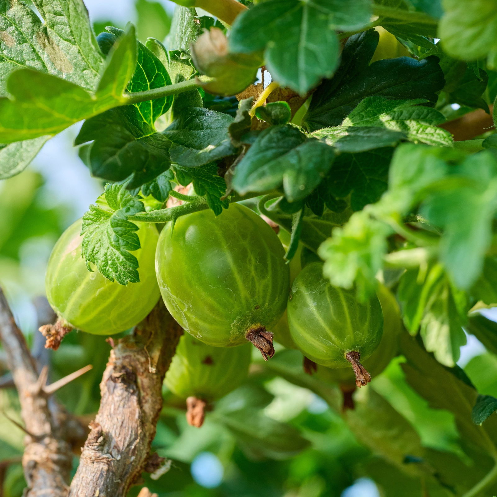 Stachelbeere Mucurines - Ribes uva-crispa Mucurines günstig kaufen