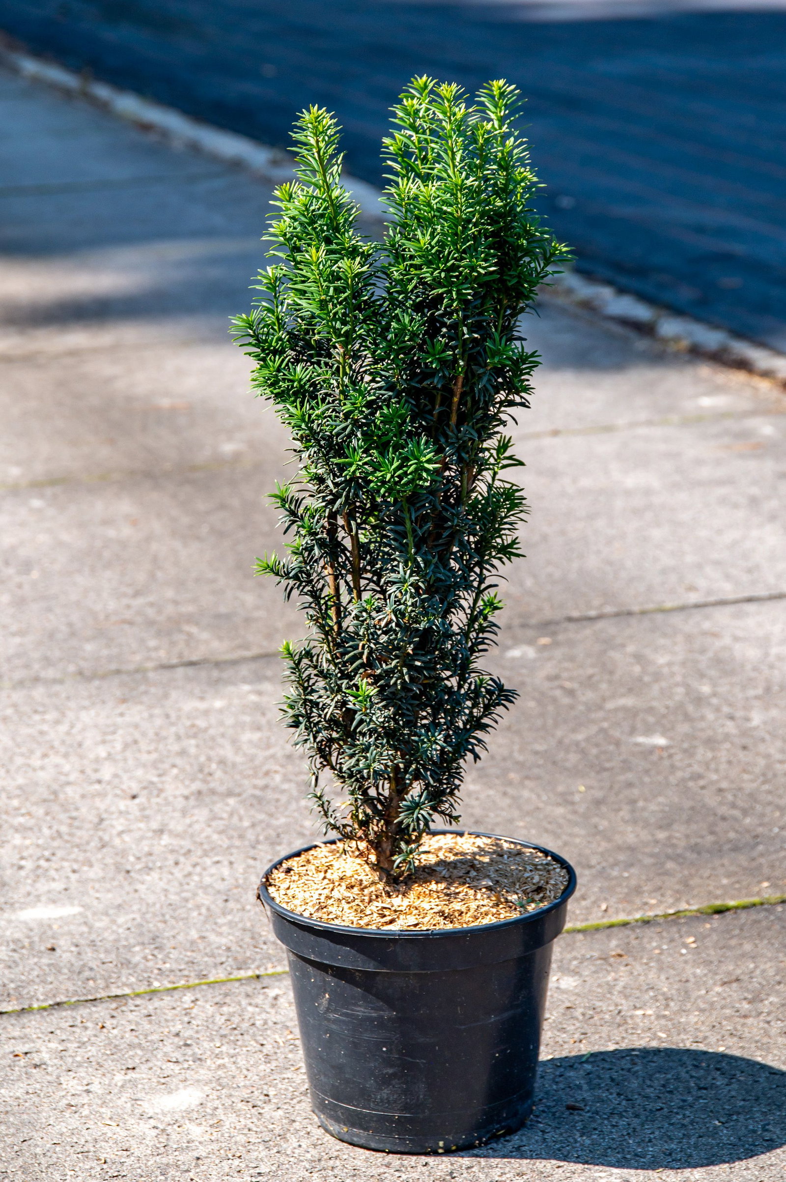 Säulen-Eibe Pirat - Taxus baccata Pirat günstig kaufen
