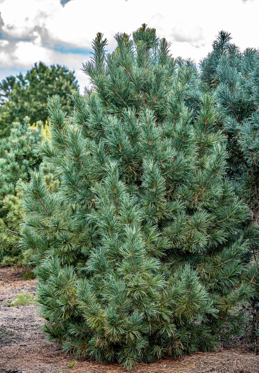 Zirbelkiefer - Pinus cembra günstig kaufen