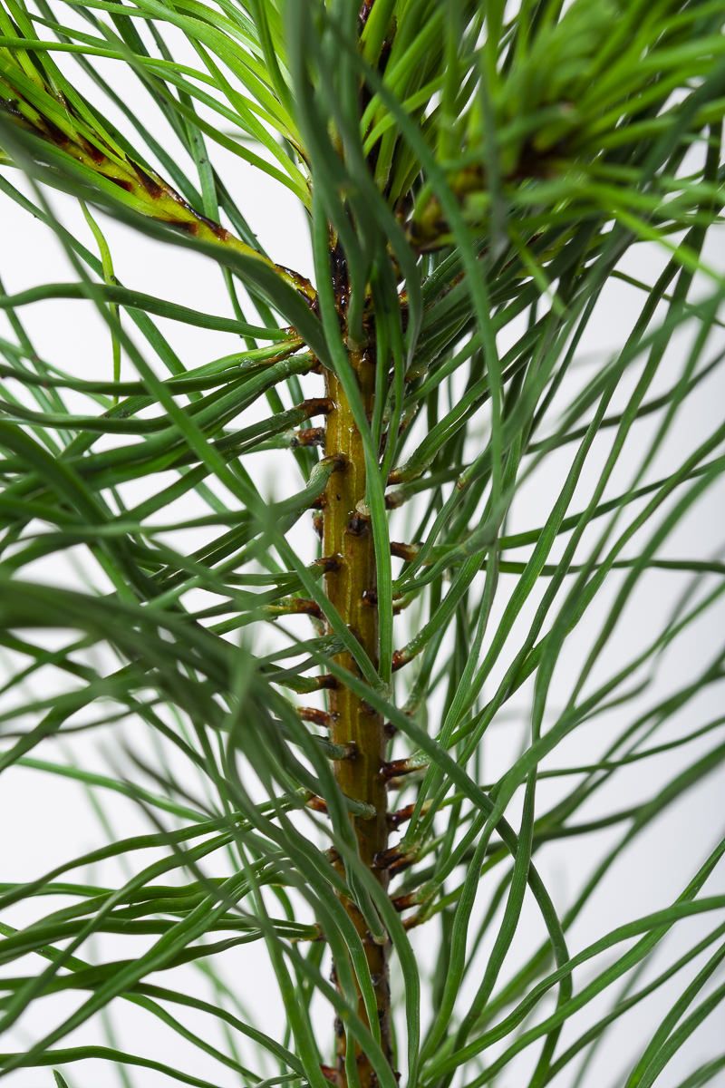 Kompakte Drehkiefer - Pinus contorta Compacta günstig kaufen