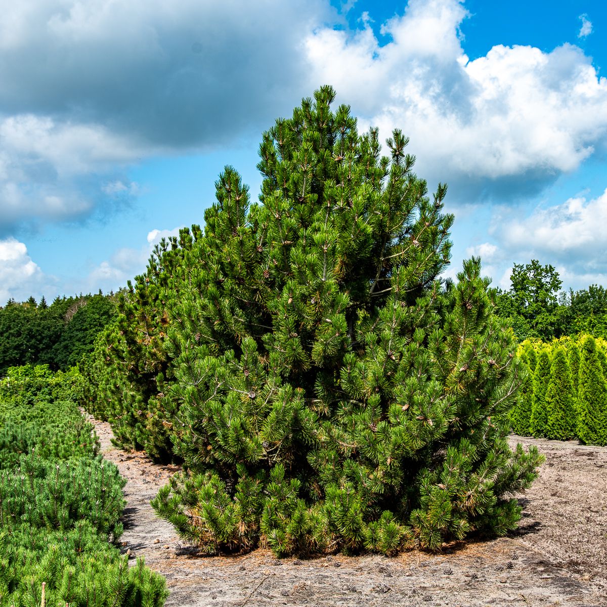 Zwerg-Kiefer Mini Mops - Pinus mugo Mini Mops günstig kaufen