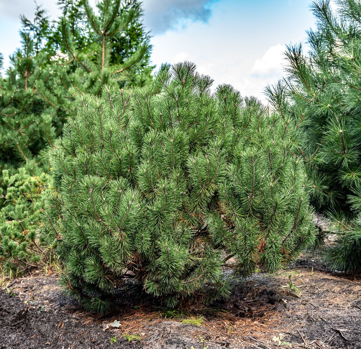 Kugelkiefer - Pinus mugo var. mughus Mops günstig kaufen
