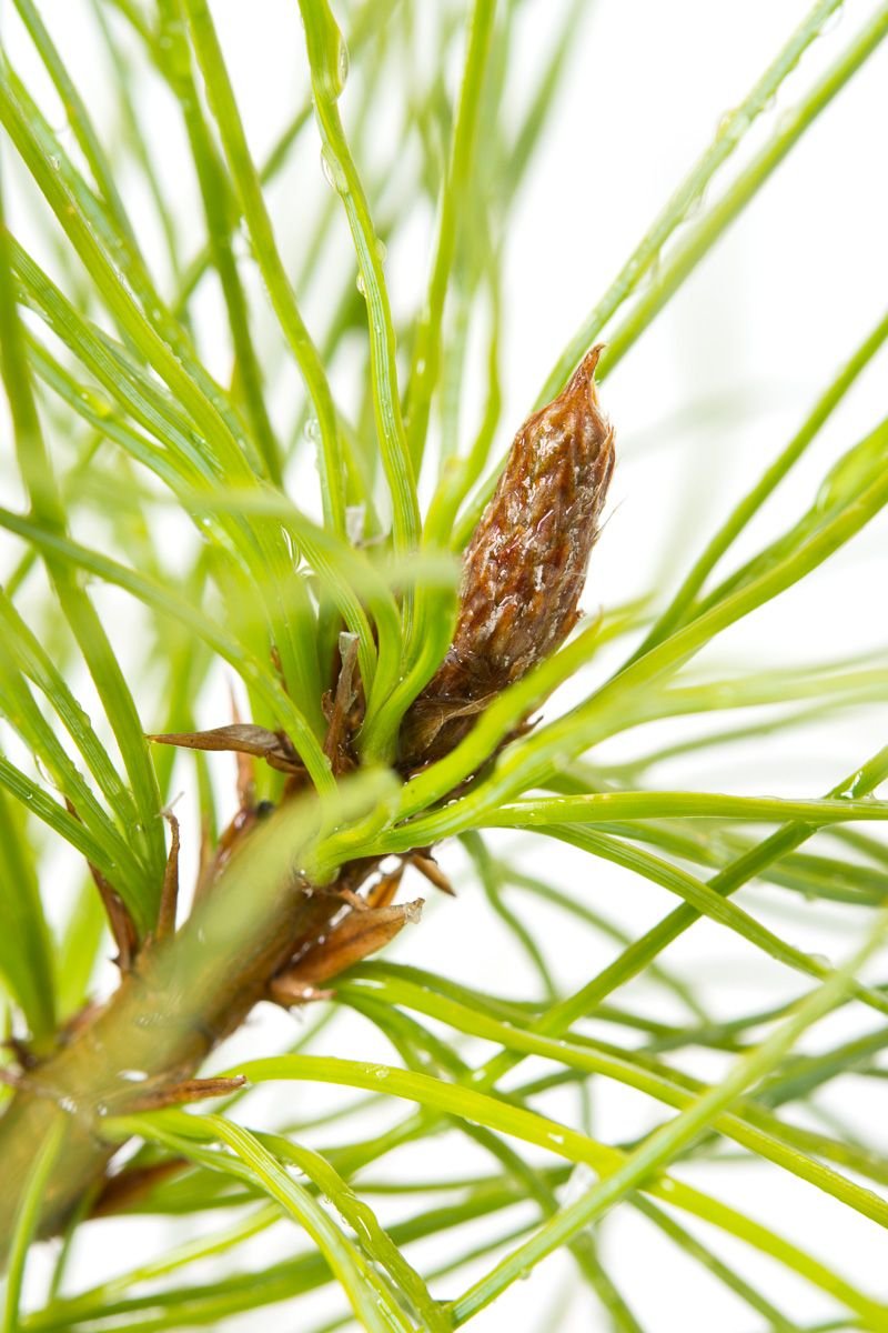 Mazedonische Kiefer - Pinus peuce günstig kaufen