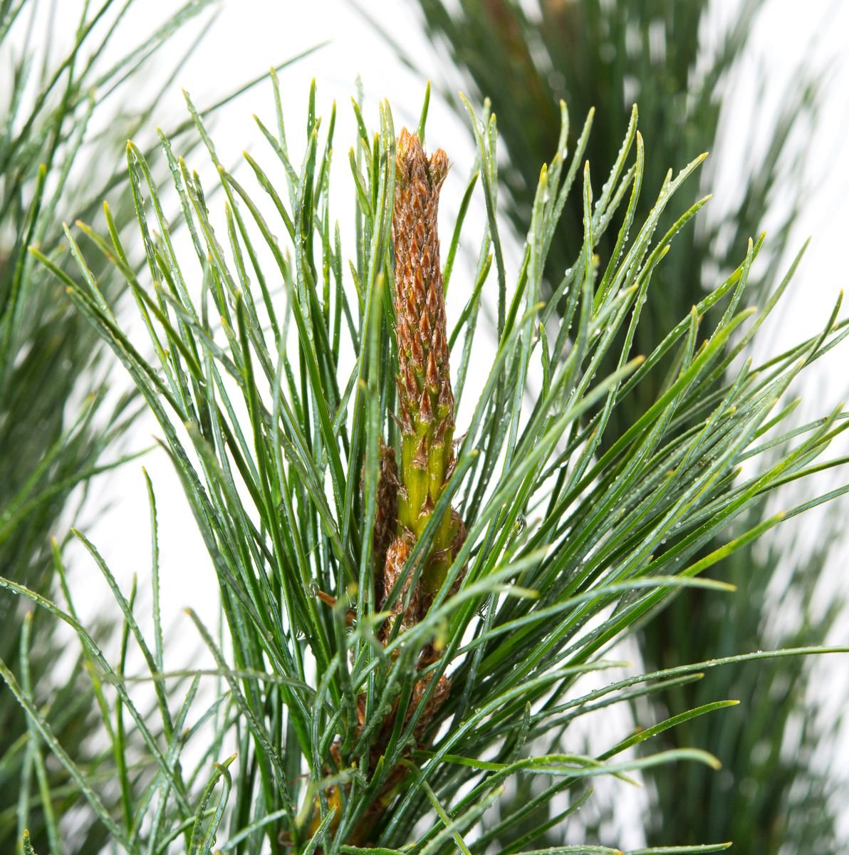 Mazedonische Kiefer - Pinus peuce günstig kaufen