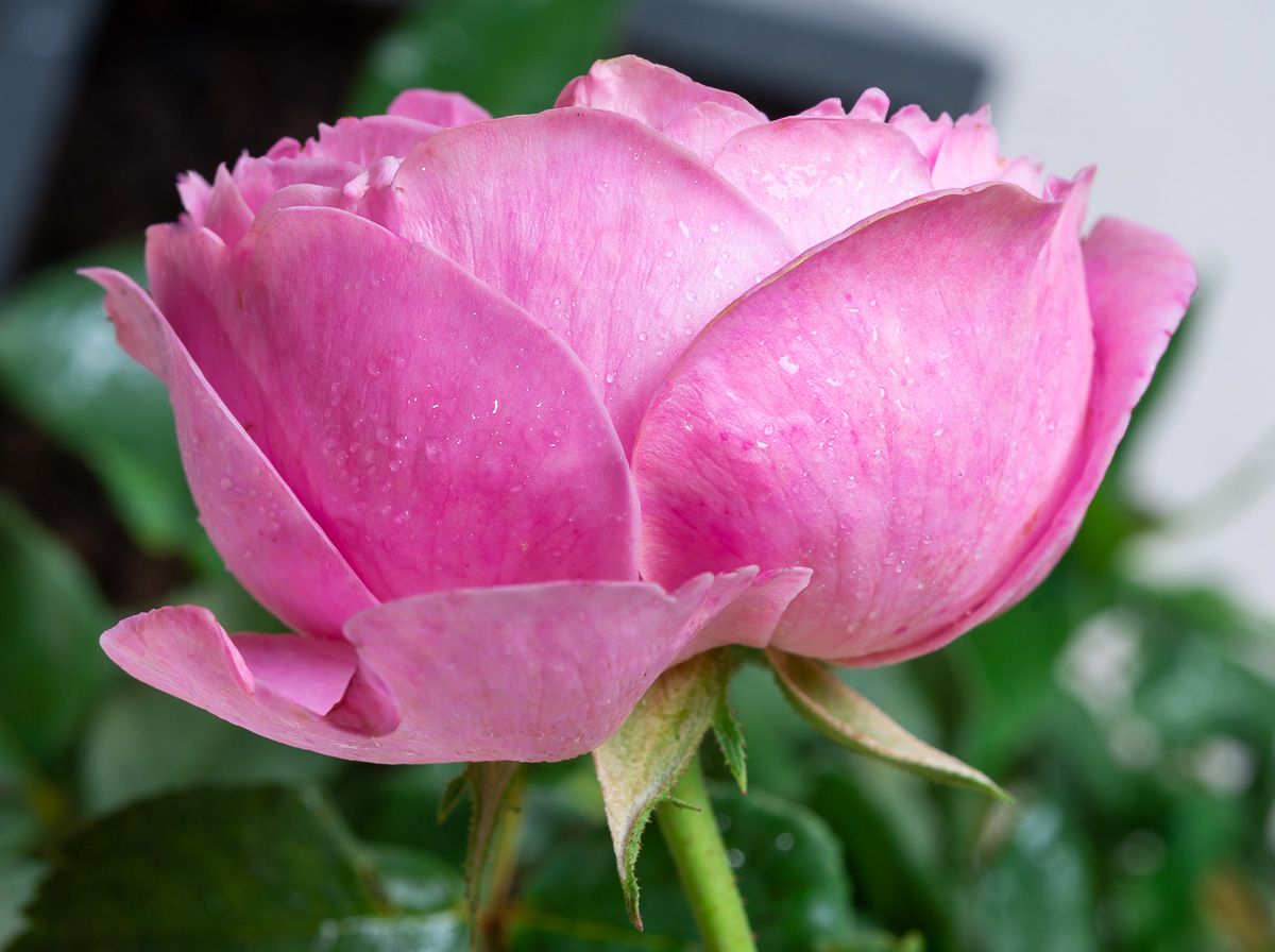 Rose La Reine Victoria - Rosa La Reine Victoria günstig kaufen