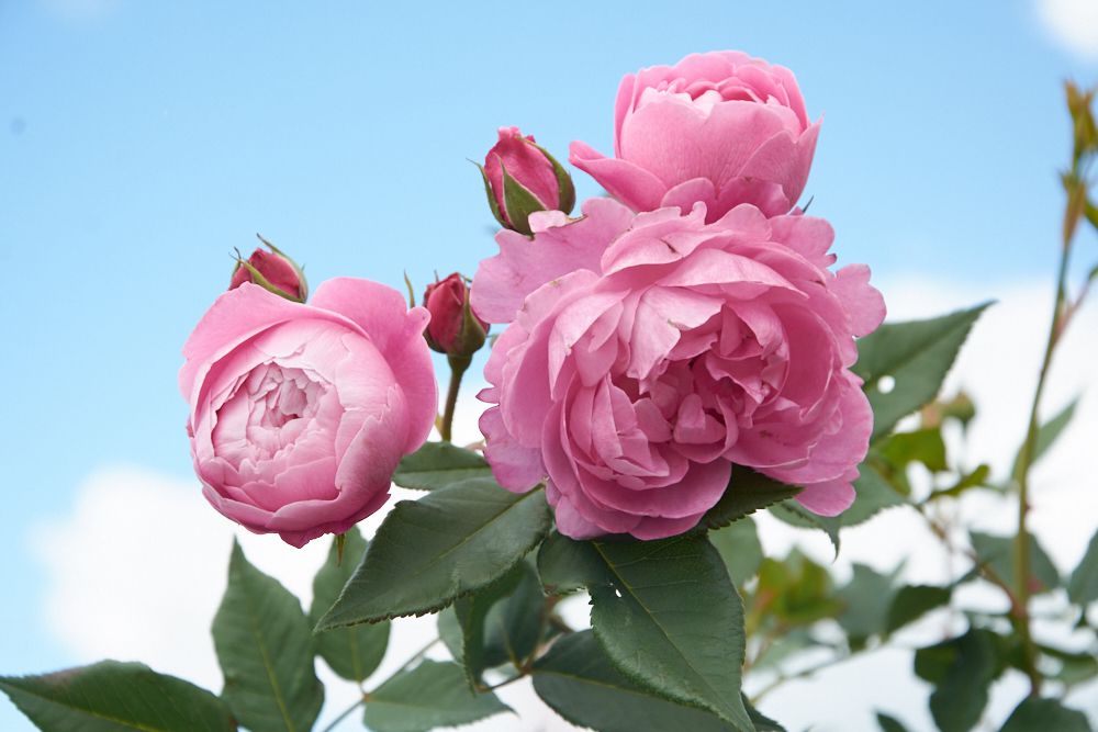 Rose La Reine Victoria - Rosa La Reine Victoria günstig kaufen