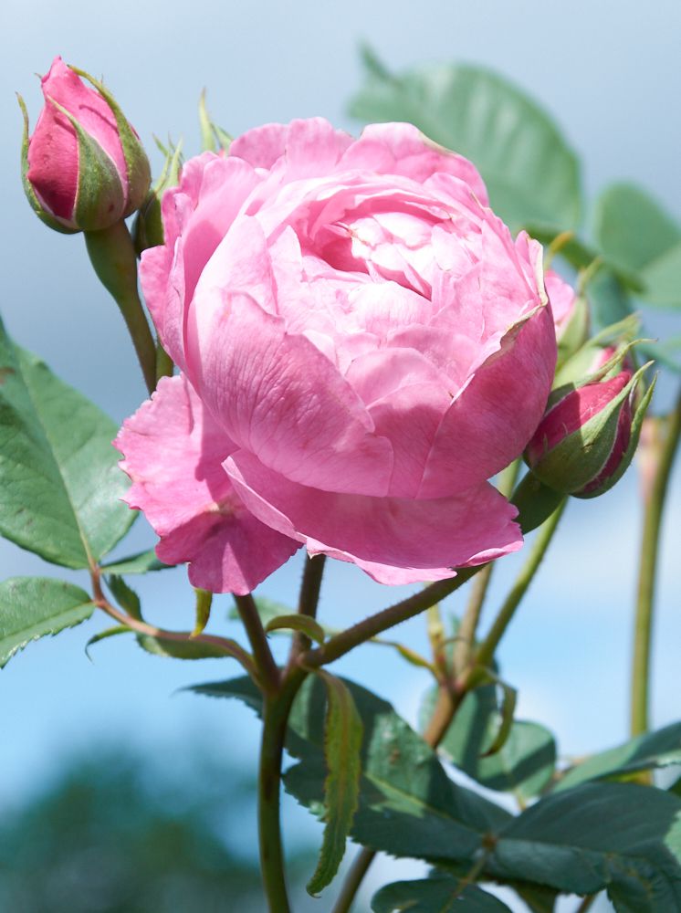 Rose La Reine Victoria - Rosa La Reine Victoria günstig kaufen