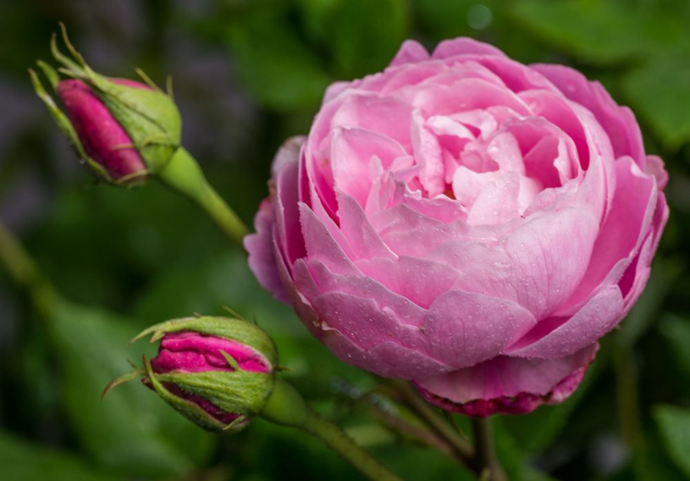 Rose La Reine Victoria - Rosa La Reine Victoria günstig kaufen