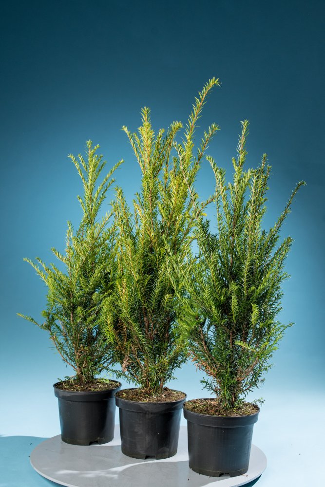 Eibe - Taxus baccata günstig kaufen