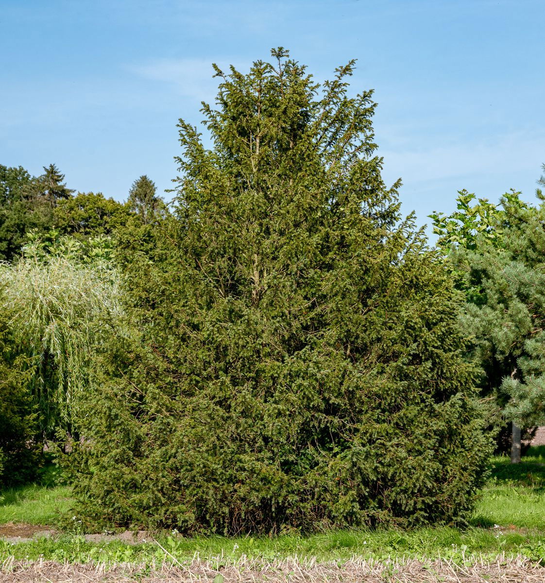 Eibe - Taxus baccata günstig kaufen