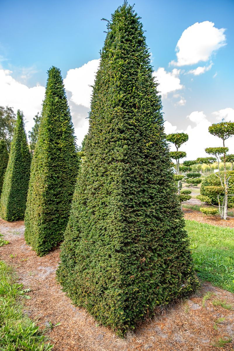 Eibe - Taxus baccata günstig kaufen