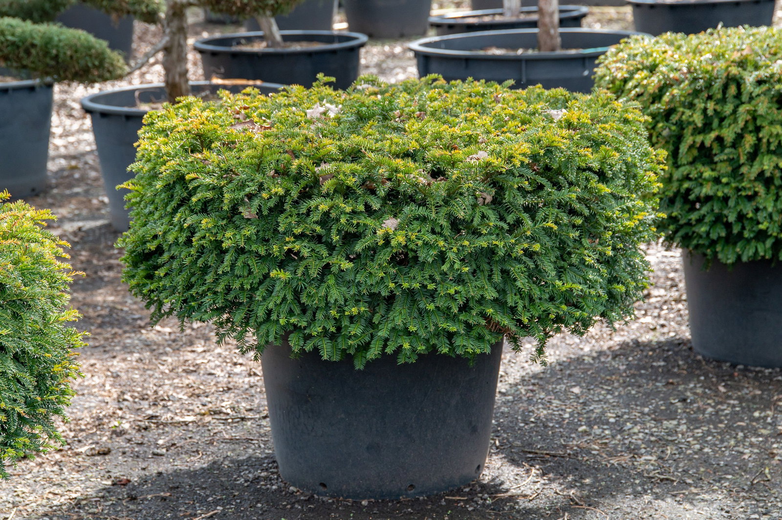 Eibe - Taxus baccata günstig kaufen