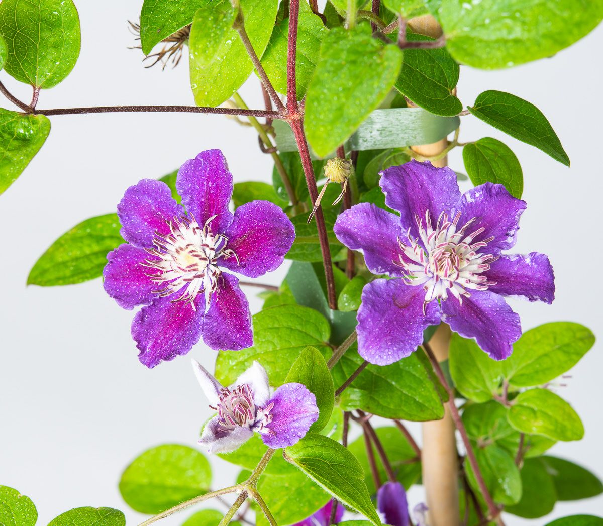 Waldrebe Ashva - Clematis Ashva günstig kaufen