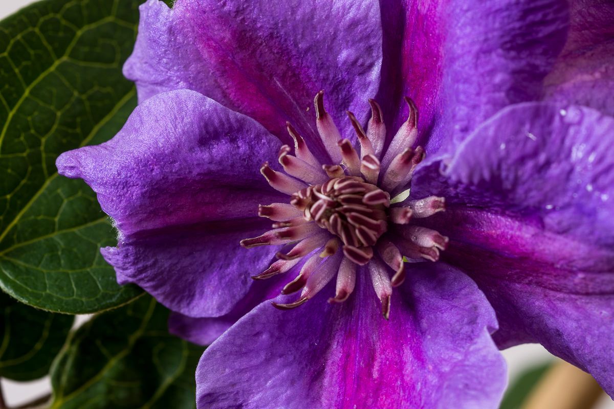 Waldrebe Ashva - Clematis Ashva günstig kaufen