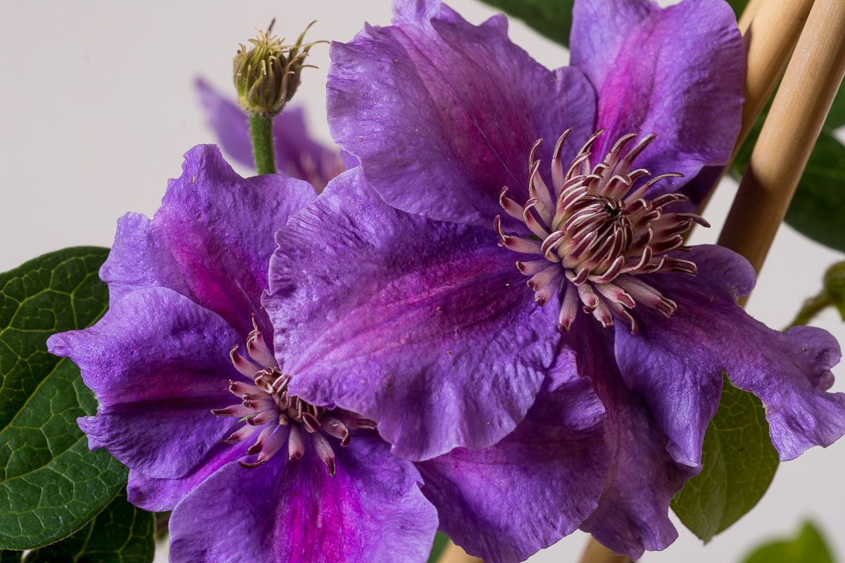 Waldrebe Ashva - Clematis Ashva günstig kaufen