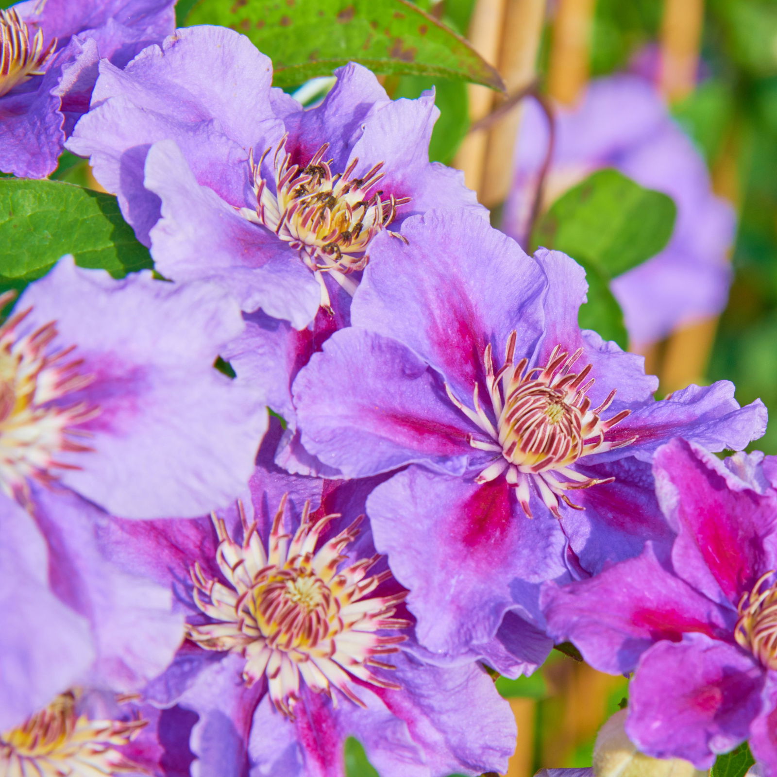 Waldrebe Ashva - Clematis Ashva günstig kaufen