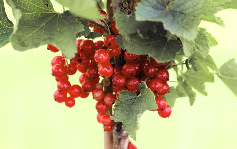 Rote Johannisbeere Rovada - Ribes rubrum Rovada günstig kaufen