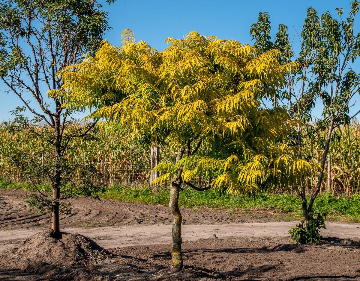 Rhus typhina Tiger Eyes - Essigbaum Tiger Eyes | jetzt günstig online ...