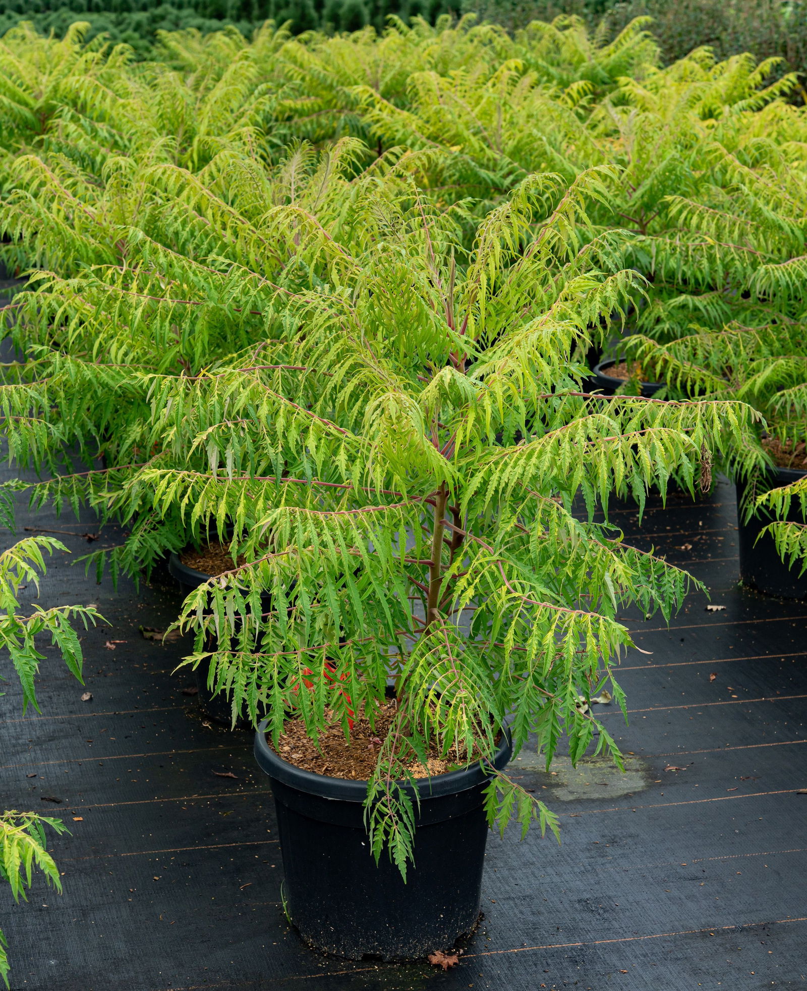 Rhus typhina Tiger Eyes - Essigbaum Tiger Eyes | jetzt günstig online ...