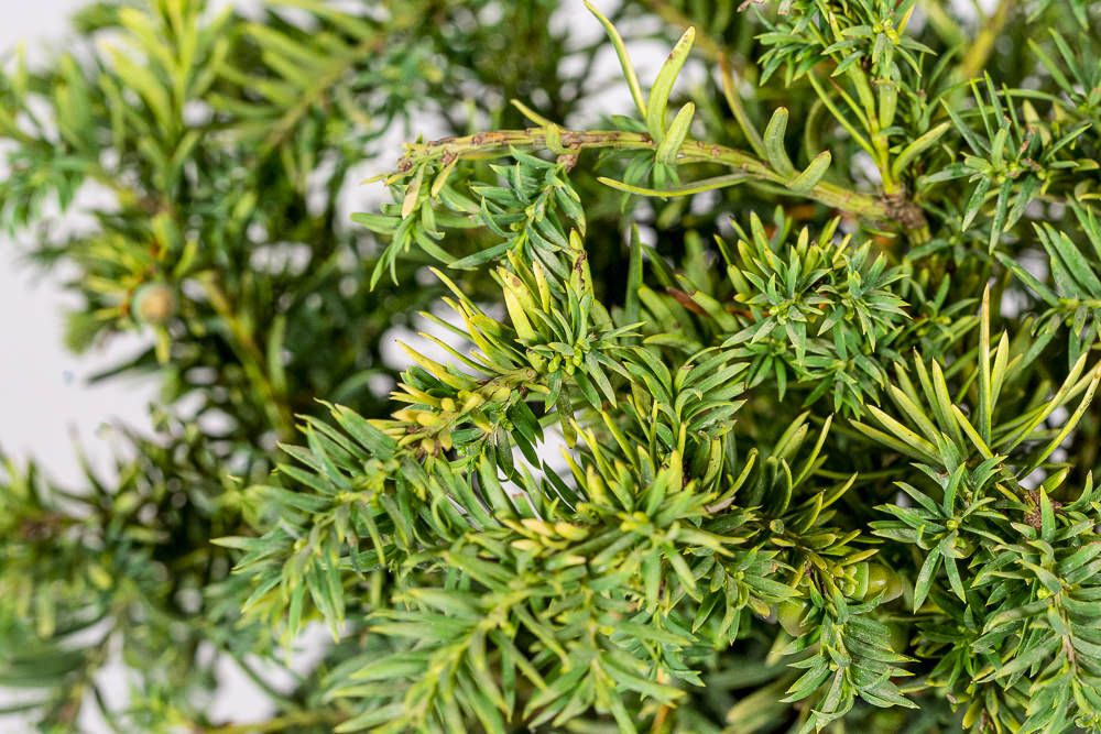Straucheibe Washingtonii - Taxus baccata Washingtonii günstig kaufen