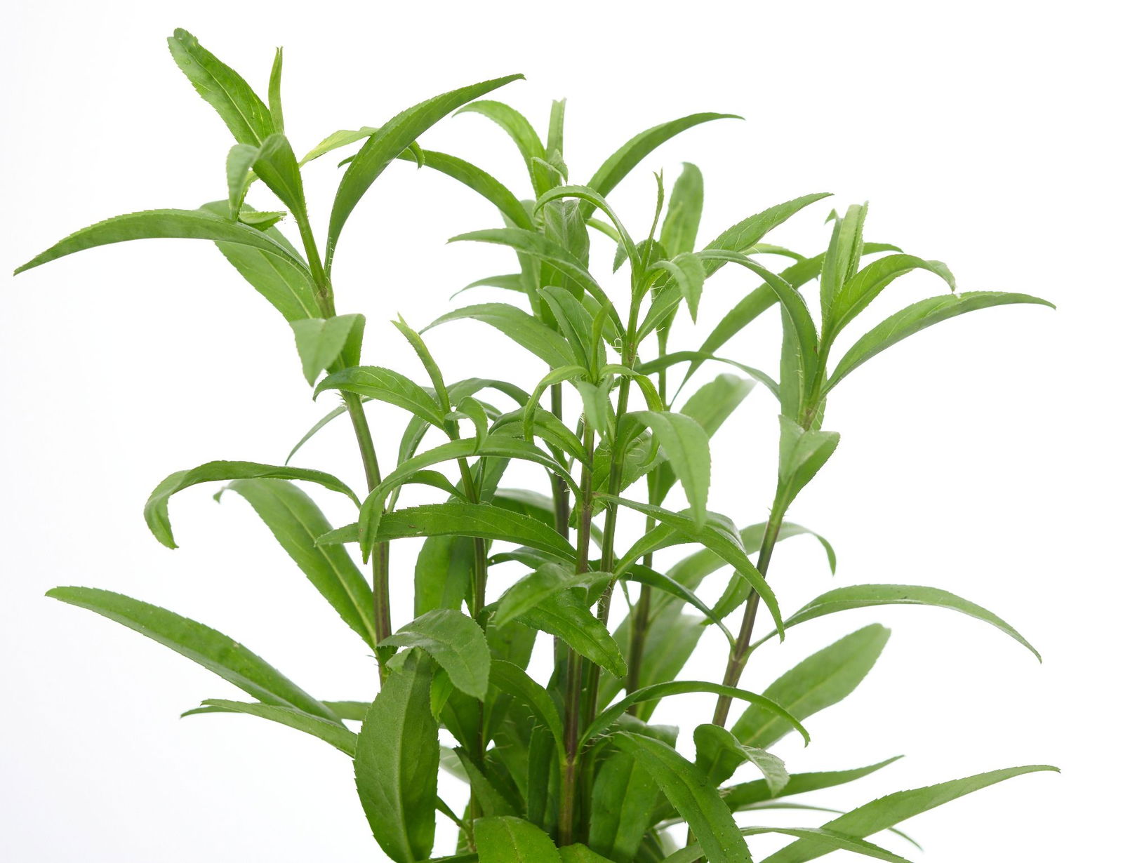 Lakritztagetes - Tagetes filifolia günstig kaufen