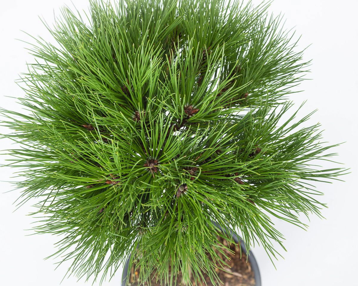 Säulenschwarzkiefer - Pinus nigra Obelisk günstig kaufen